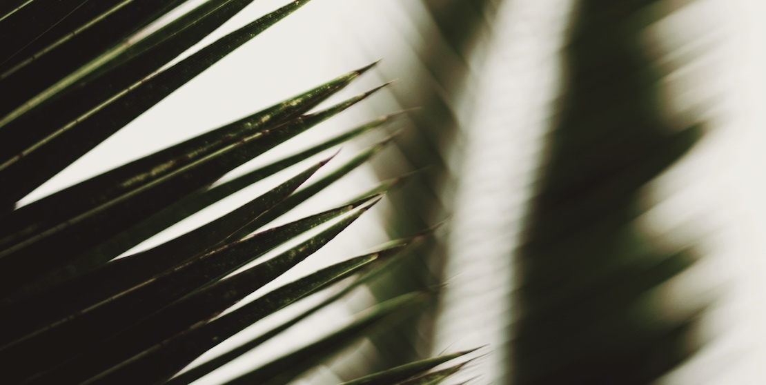 Psalm 21 22 8 9 17 20 23 24 For Palm Sunday My God My God Why Have Psalm 21 22 8 9 17 20 23 24 For Palm Sunday My God My God Why Have