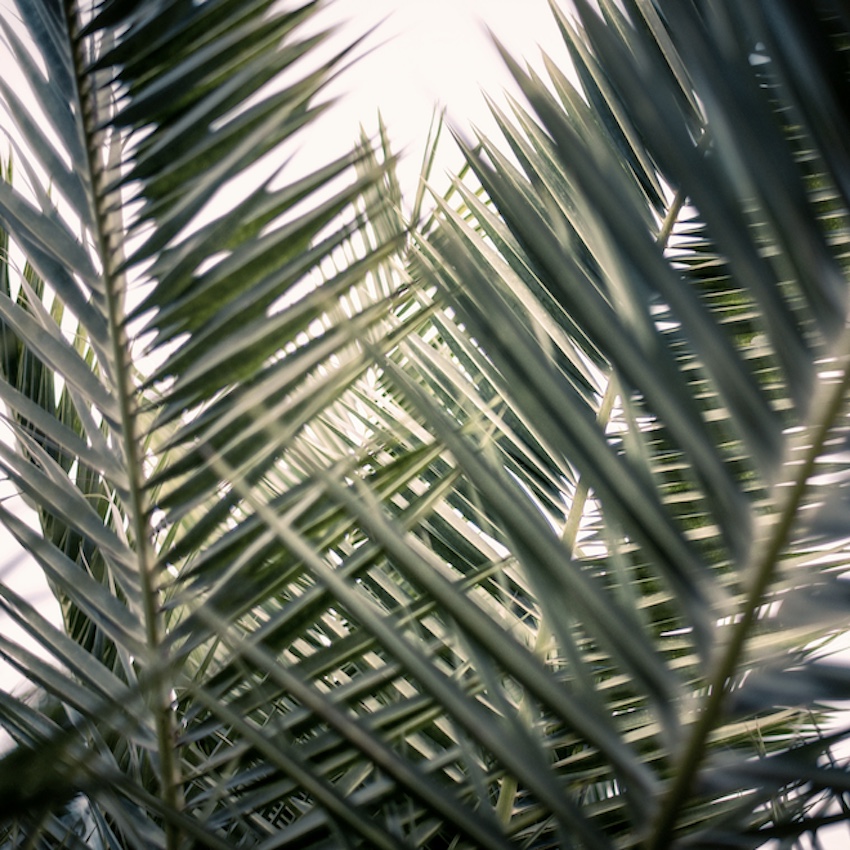 Psalm 21 22 8 9 17 20 23 24 For Palm Sunday My God My God Why Have Psalm 21 22 8 9 17 20 23 24 For Palm Sunday My God My God Why Have